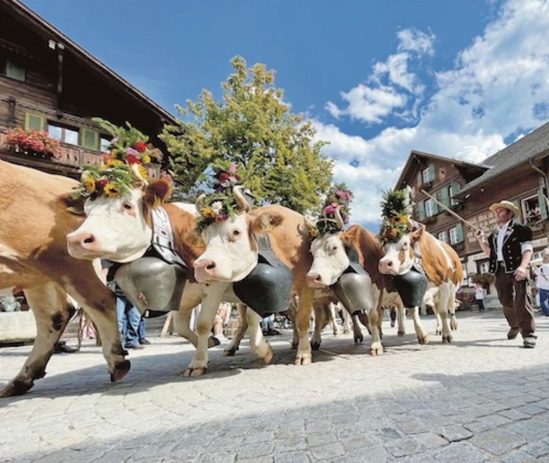 The long and traditional history of the cows coming home